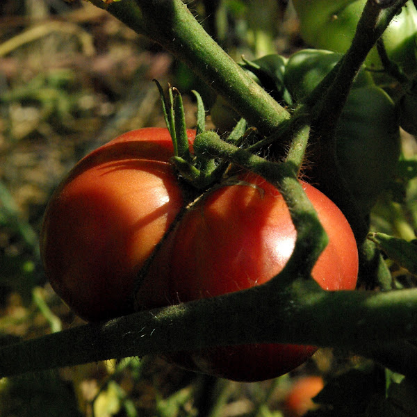German Johnson Tomato | Project Noah