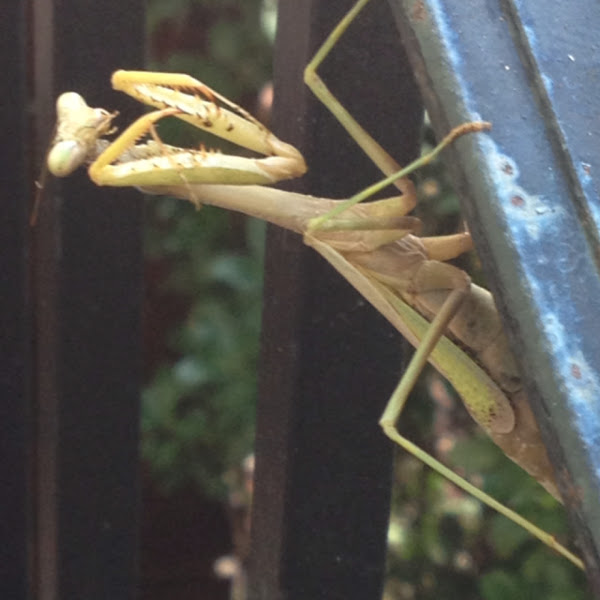 Mantis | Project Noah