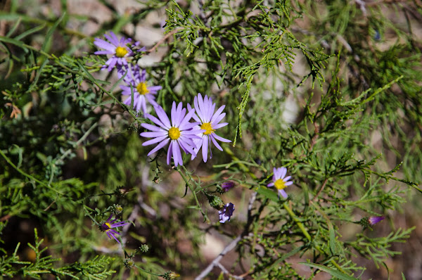 Tansy Aster | Project Noah