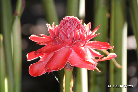 Torch Ginger | Project Noah