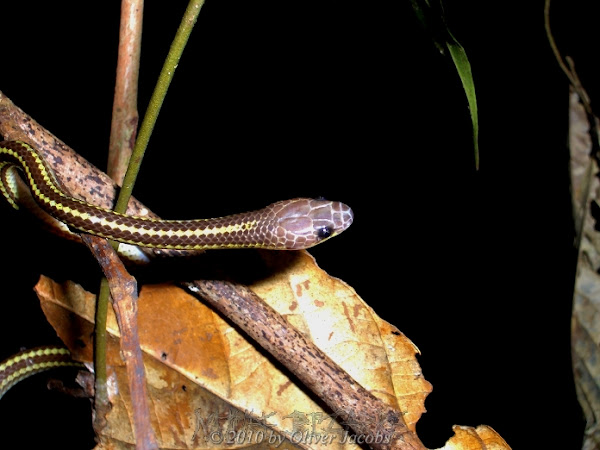 Malayan Bridle Snake | Project Noah