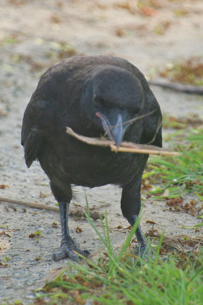 American Crow | Project Noah