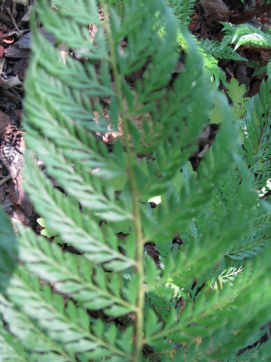 Soft Shield Fern | Project Noah