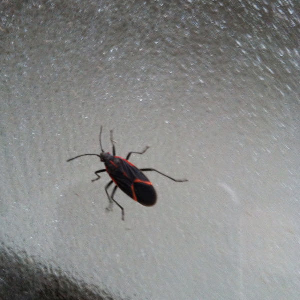 Boxelder Bug | Project Noah