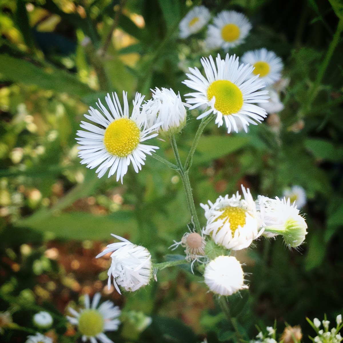 Prairie Fleabane | Project Noah