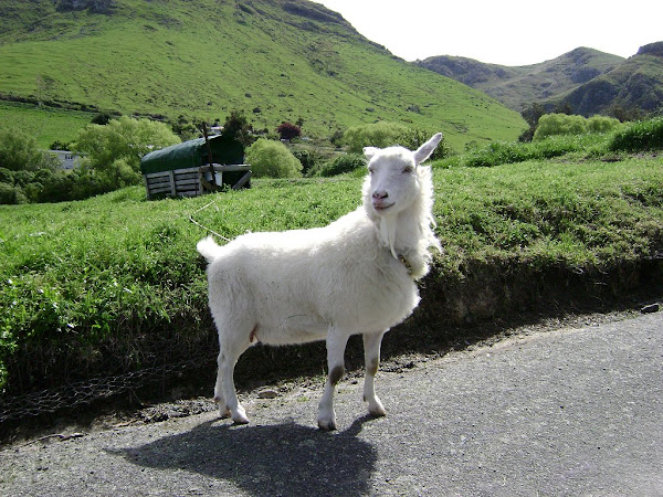 Australian Cashmere Goat | Project Noah