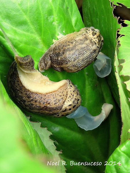 Leopard Slugs (mating) | Project Noah