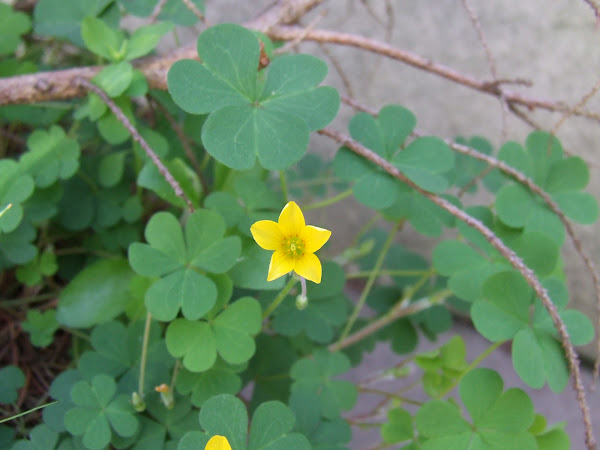 Wood Sorrel(Erva azeda) | Project Noah