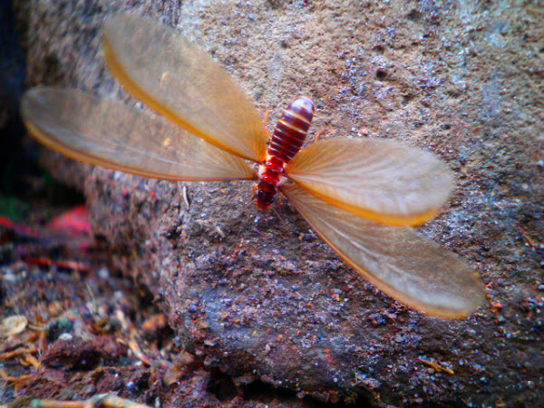 Termite / laron ( indonesia | Project Noah