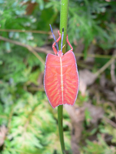 Shield bug nymph | Project Noah