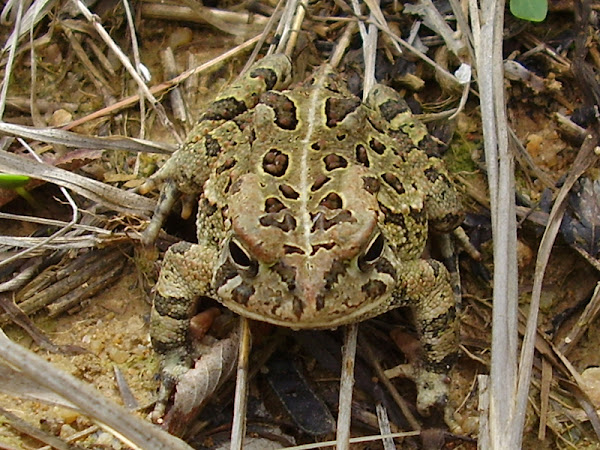 Fowler's toad | Project Noah