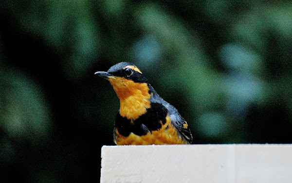 Varied Thrush | Project Noah