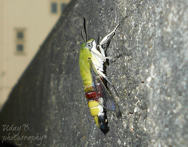 Coffee/Bee Hawk Moth | Project Noah