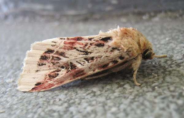 Lily Caterpillar Moth | Project Noah