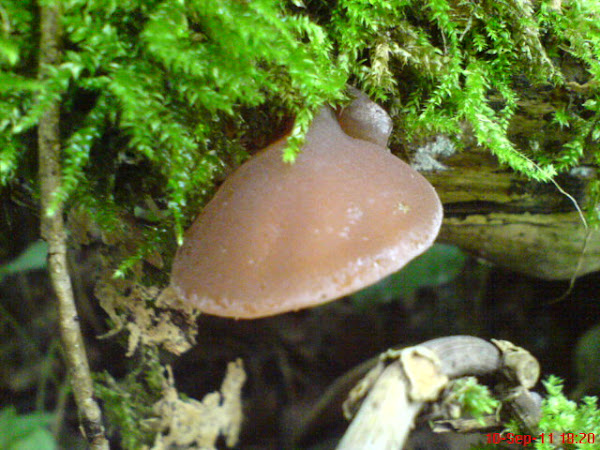 Jew's ear, jelly ear | Project Noah