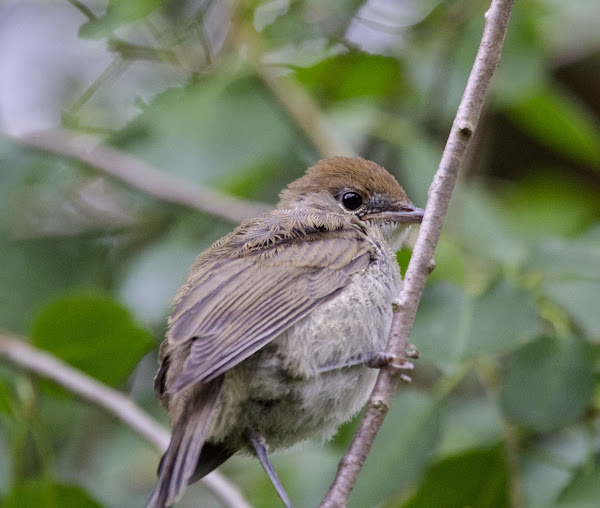 Eurasian Blackcap (Juvenile) | Project Noah