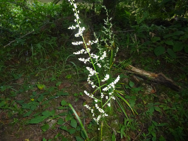 White Camas | Project Noah