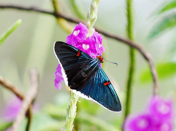 Gauva skipper | Project Noah