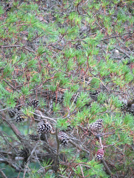 Table Mountain Pine Tree | Project Noah