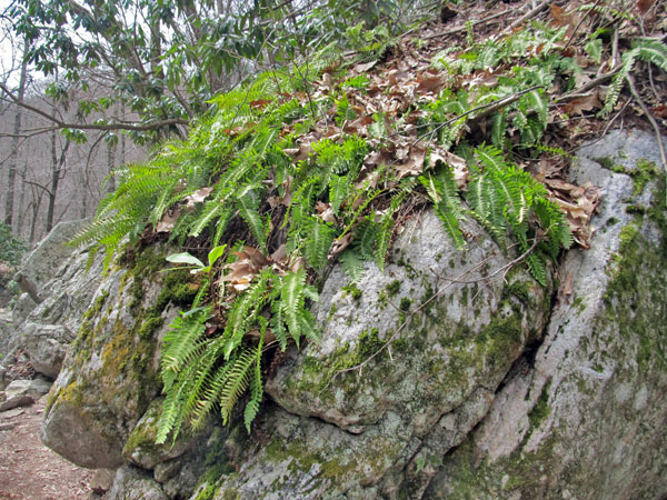 Rock cap fern | Project Noah