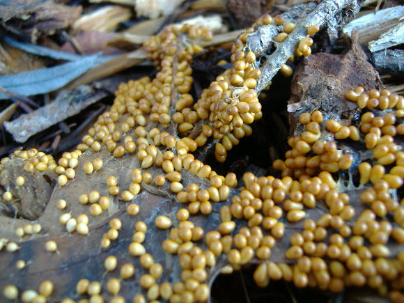 Insect Egg Slime Mold | Project Noah