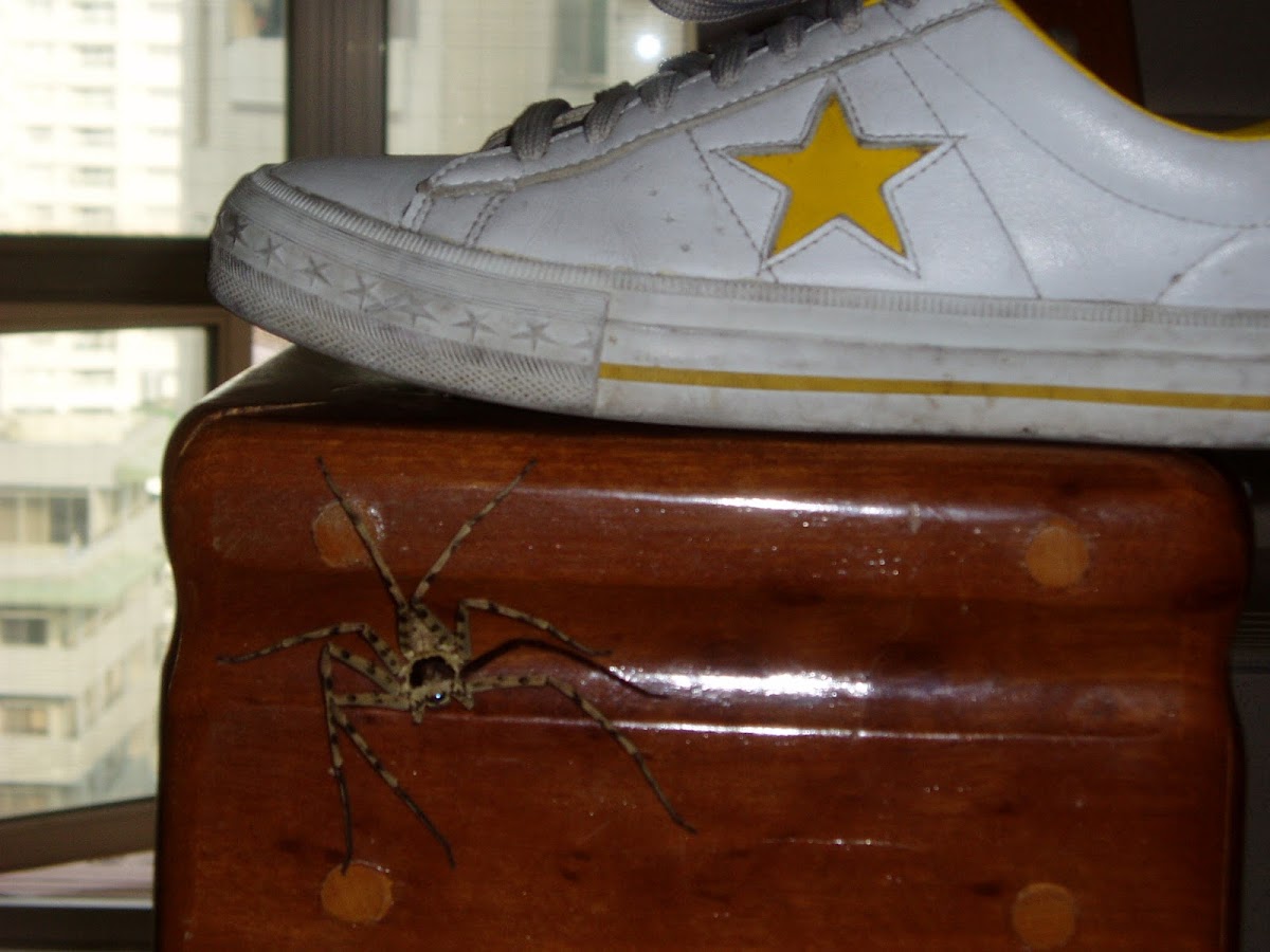 Spider | Project Noah