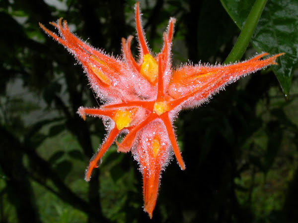 gurania | Project Noah