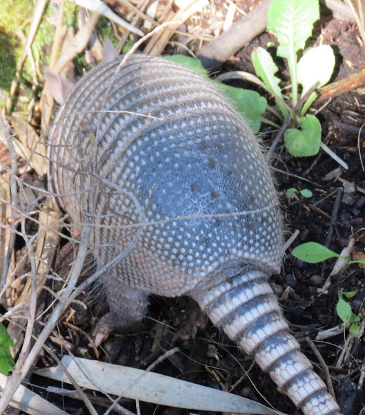 Nine-banded armadillo | Project Noah