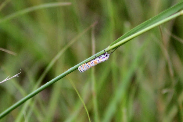 Rattlebox Moth | Project Noah