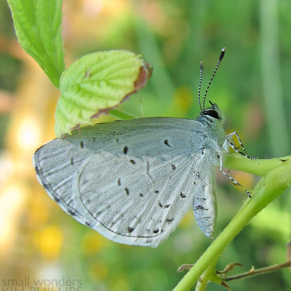 Summer Azure | Project Noah