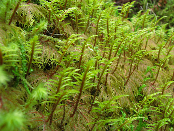 stair step moss | Project Noah