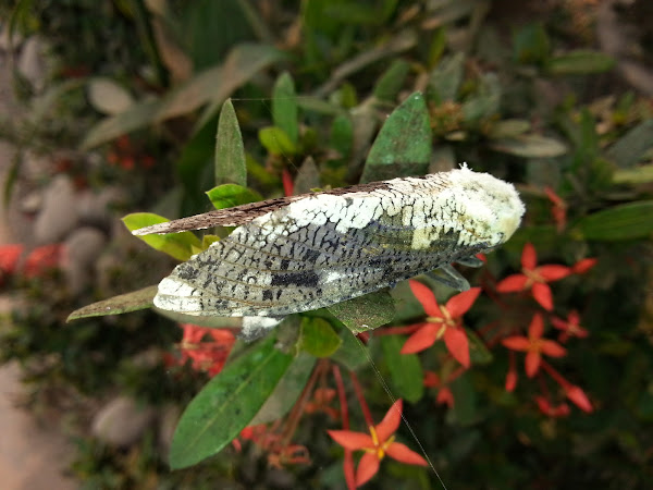 Carpenter Moth | Project Noah