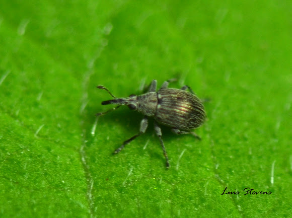 White Clover Weevil | Project Noah