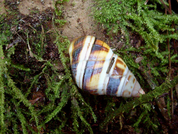 Florida Tree Snail | Project Noah