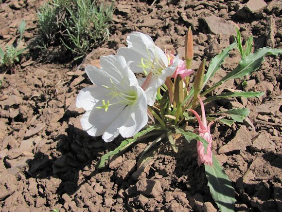 Tufted Evening Primrose | Project Noah