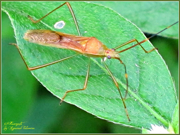 Slender Rice Bug | Project Noah