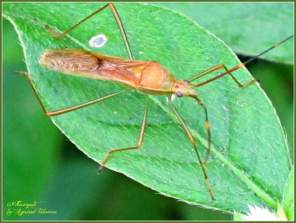 Slender Rice Bug | Project Noah