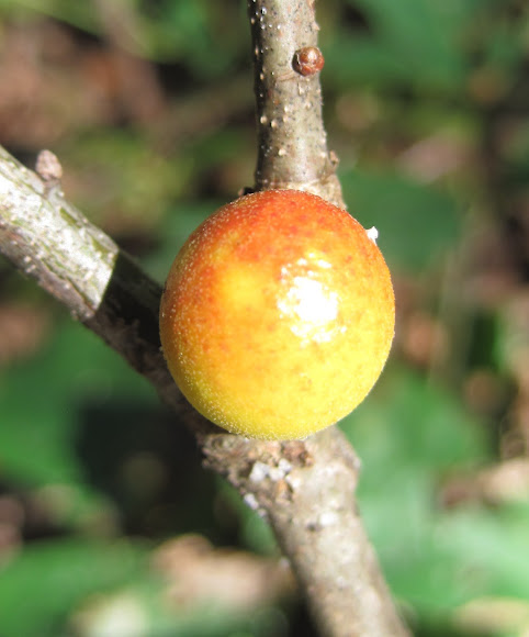 Round Bullet Gall Wasp | Project Noah