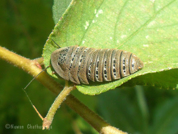Cockroach Nymph | Project Noah