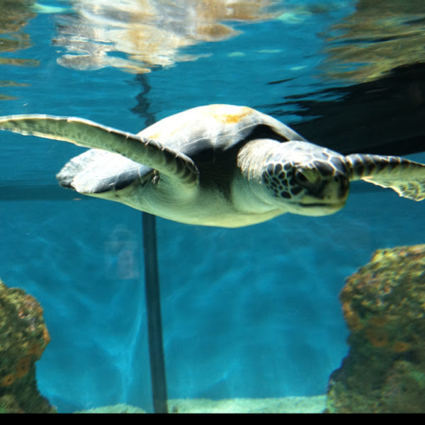 Hawksbill Sea Turtle | Project Noah