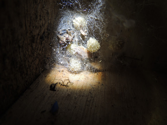 Brown Widow Spider | Project Noah