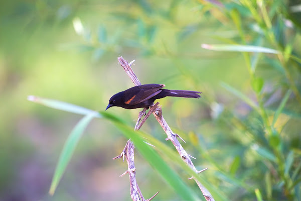 Variable oriole | Project Noah