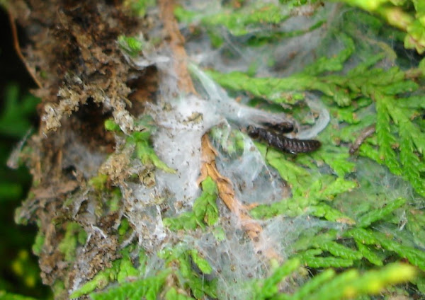 Webspinners - Embioptera | Project Noah