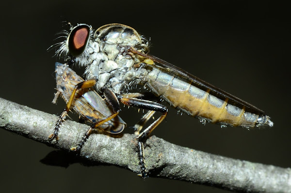 Robber- Fly & Leaf-Hopper Prey | Project Noah