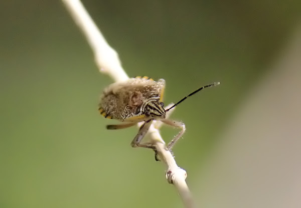 Sunflower seed bug | Project Noah