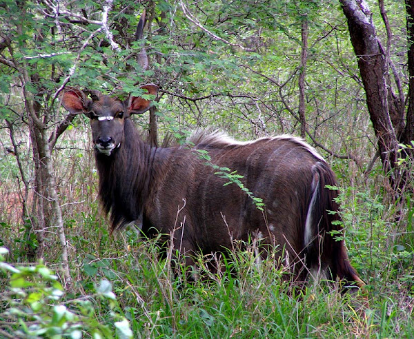 Nyala male | Project Noah