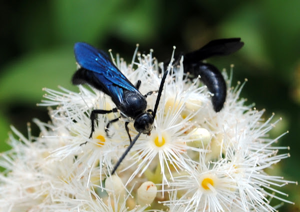 Blue Flower Wasp, Scoliid Wasp | Project Noah