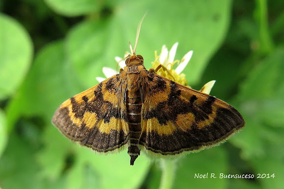 Bean Leafroller Moth | Project Noah