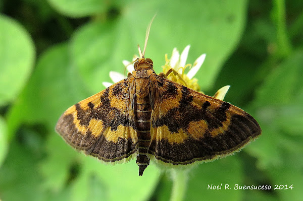 Bean Leafroller Moth | Project Noah
