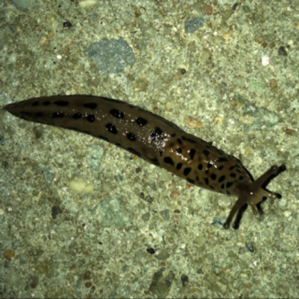 great grey slug | Project Noah